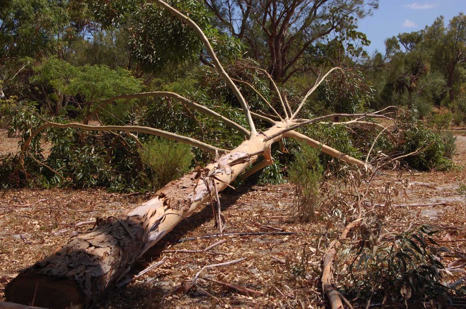Contact Us - Assured Tree Services