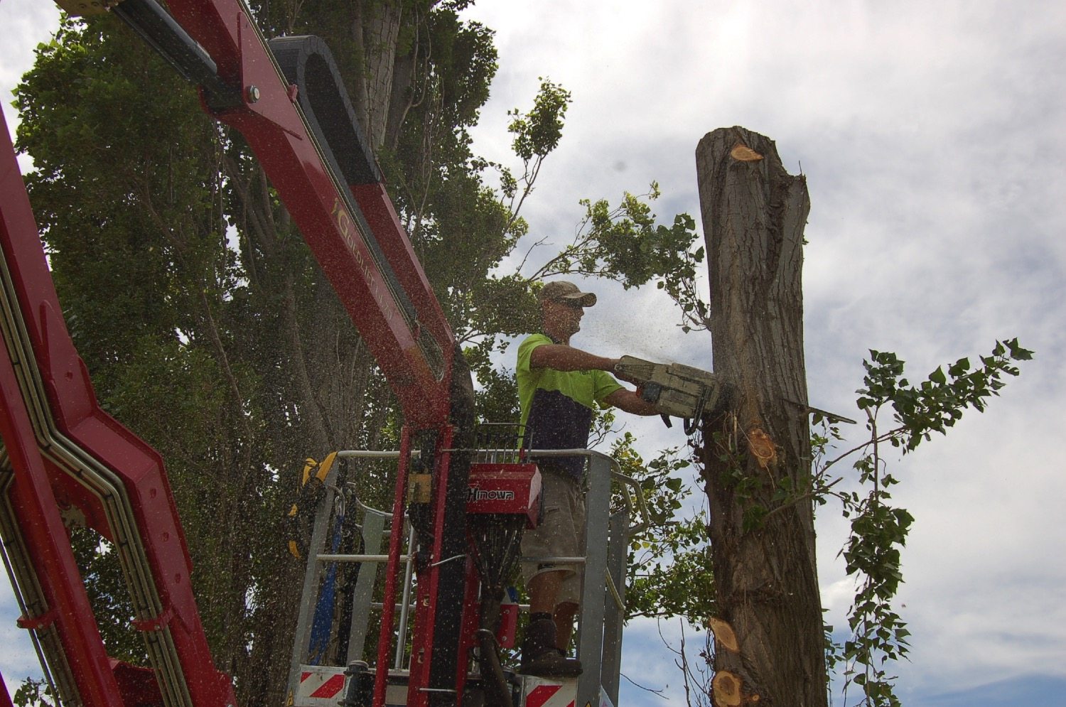 Tree Lopping - Assured Tree Services