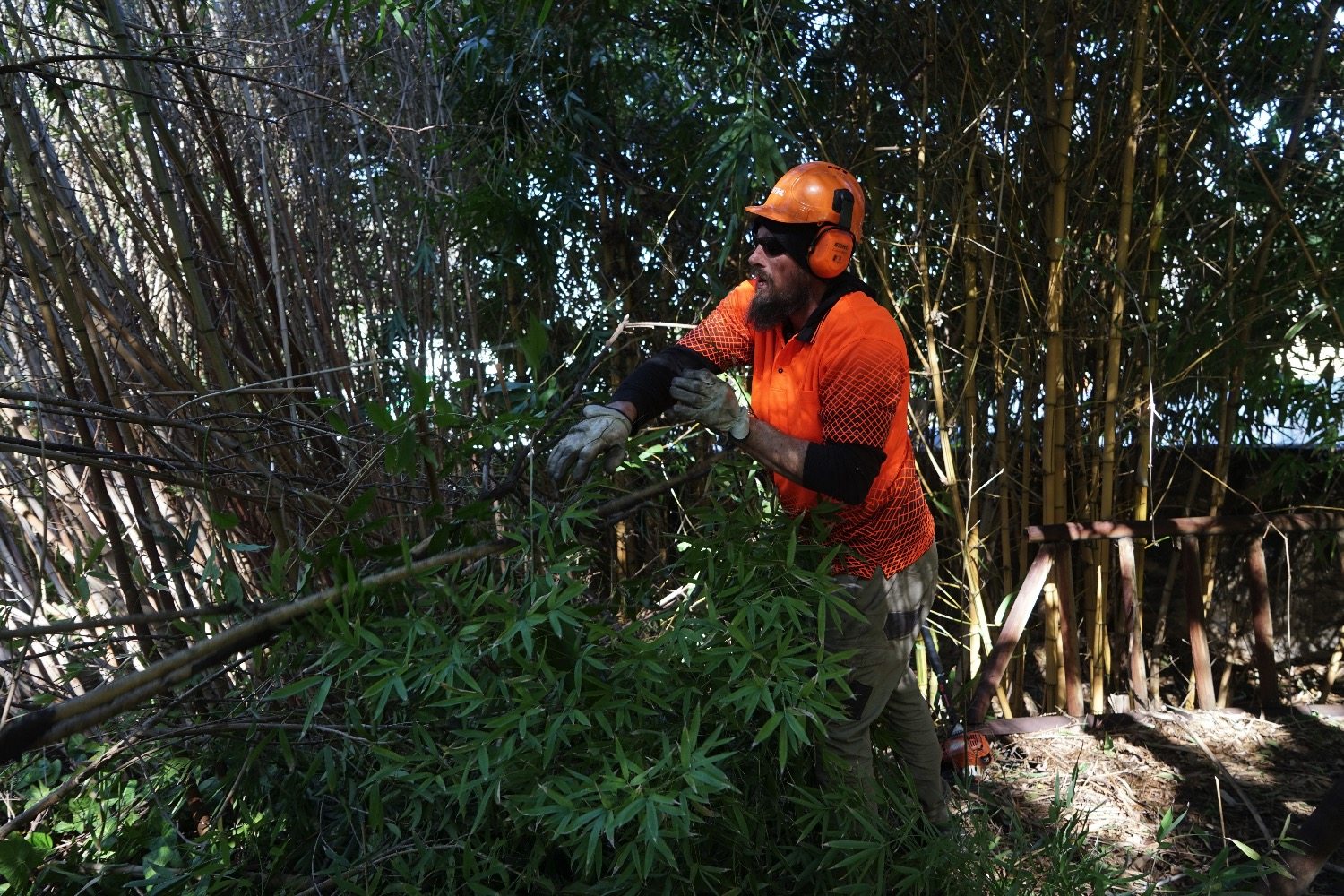 Domestic Tree Services - Assured Tree Services